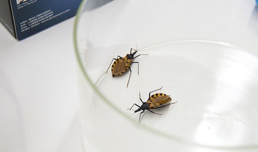 Çaqas xəstəliyi bütün qitələrə yayıldı - ÜST